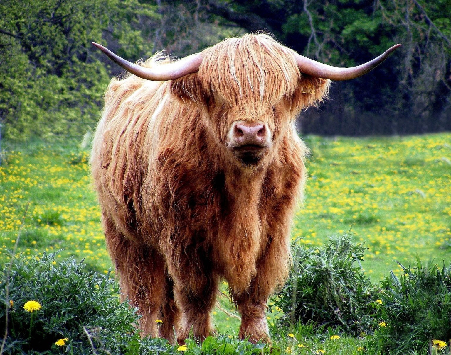 Native British Cattle Breeds - Part 1 - The Fat Cow
