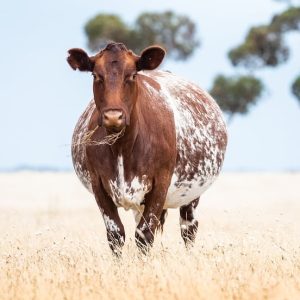 Native British Cattle Breeds - Part 1 - The Fat Cow