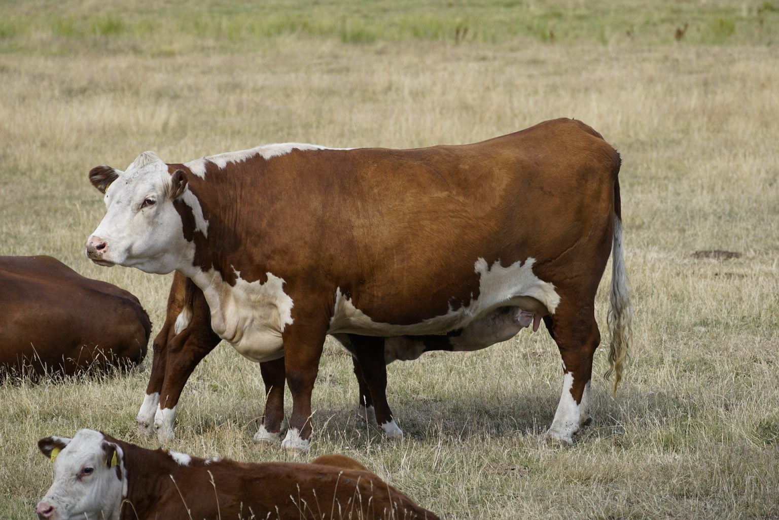 Native British Cattle Breeds - Part 1 - The Fat Cow